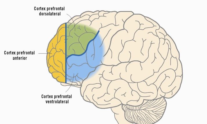 Diagrama De La Corteza Prefrontal